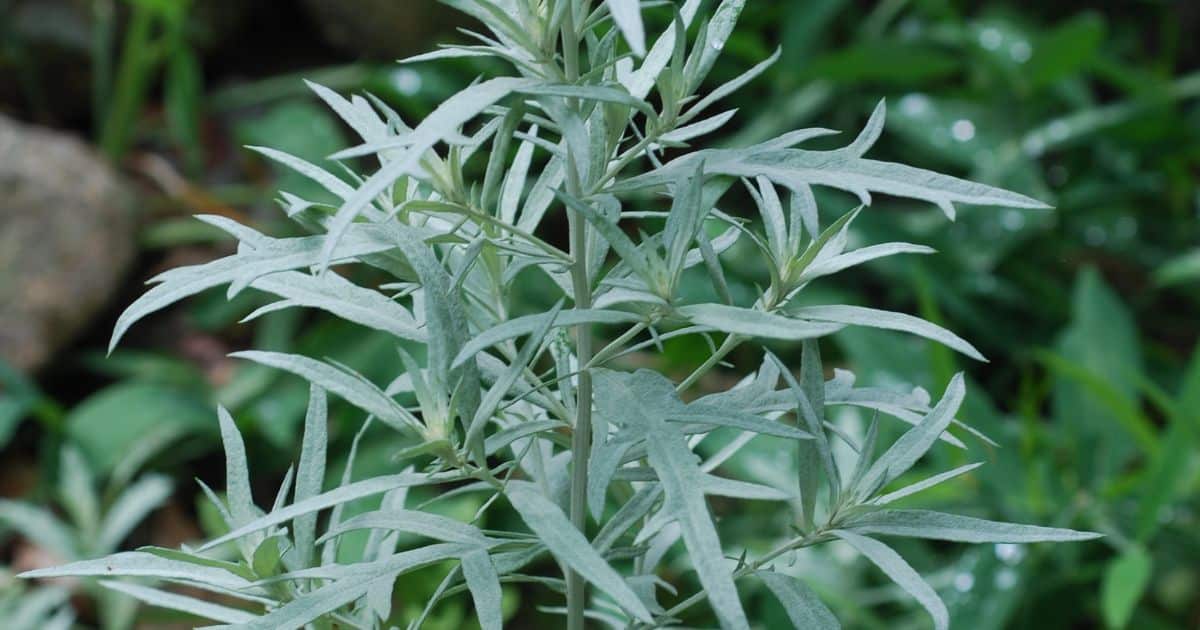 Estafiate - The Sacred Journey School of Herbalism