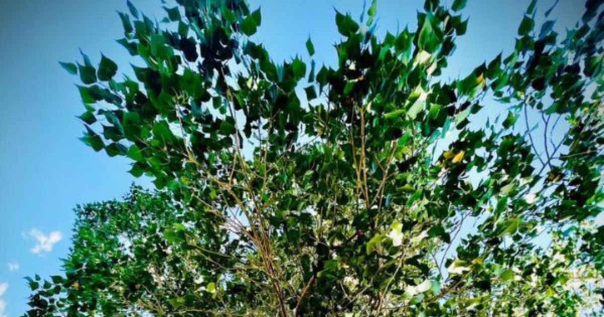 Cottonwood - The Sacred Journey School of Herbalism