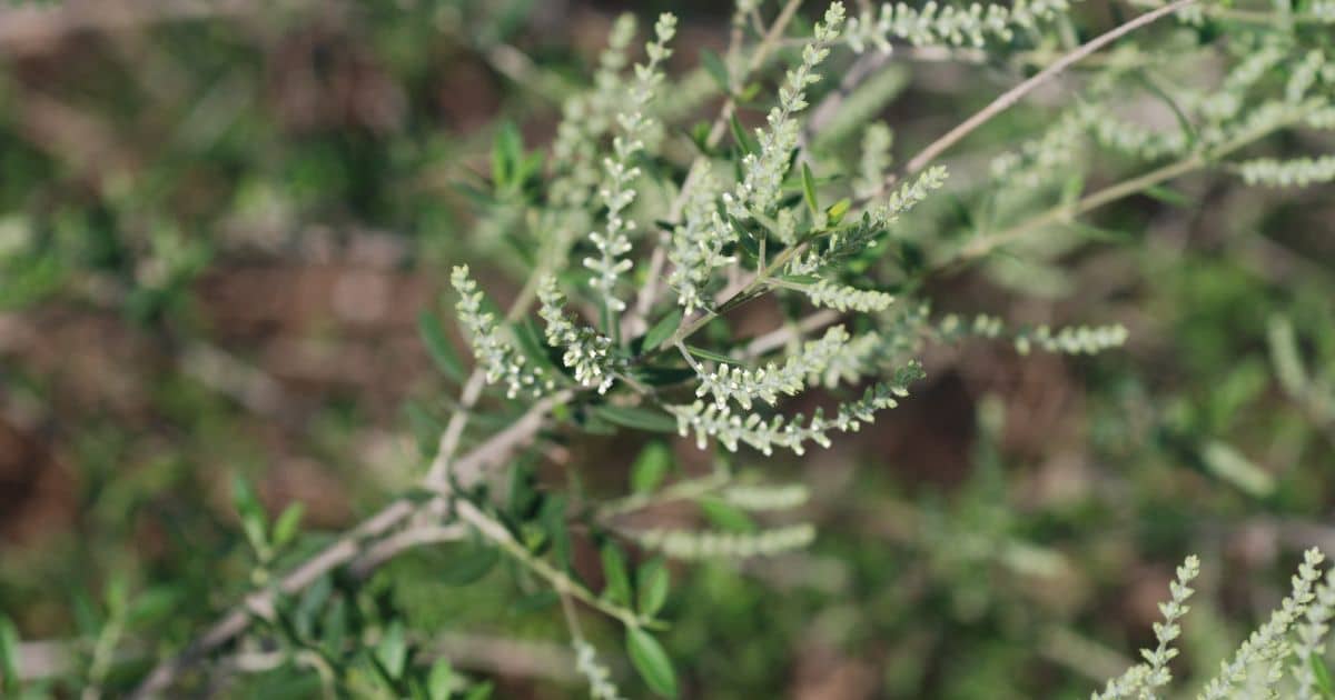 Texas Medicinal Plants & Herbs Directory & Uses