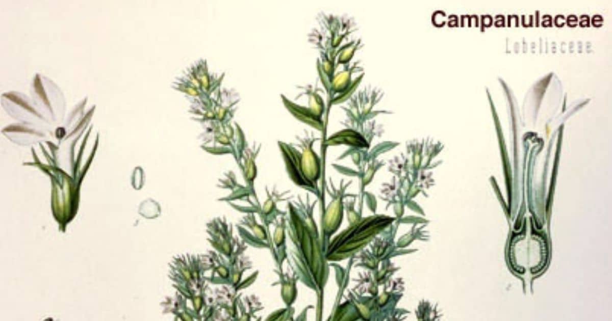 Lobelia - The Sacred Journey School of Herbalism