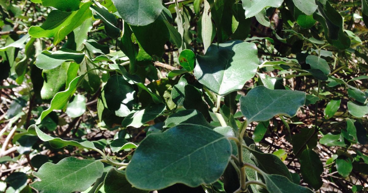 Garrya or Silk Tassel - The Sacred Journey School of Herbalism