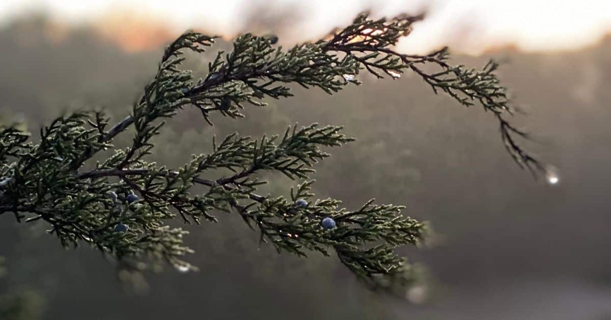 Juniper - The Sacred Journey School of Herbalism