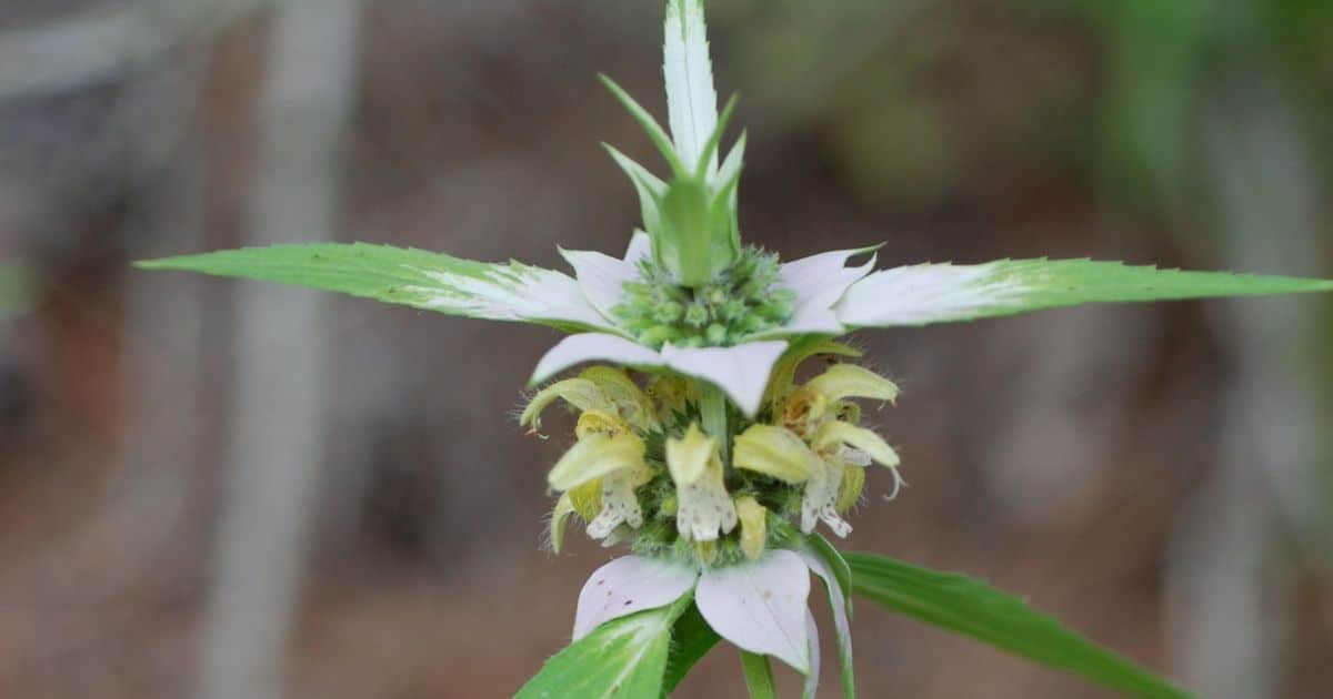 Monarda - The Sacred Journey School of Herbalism