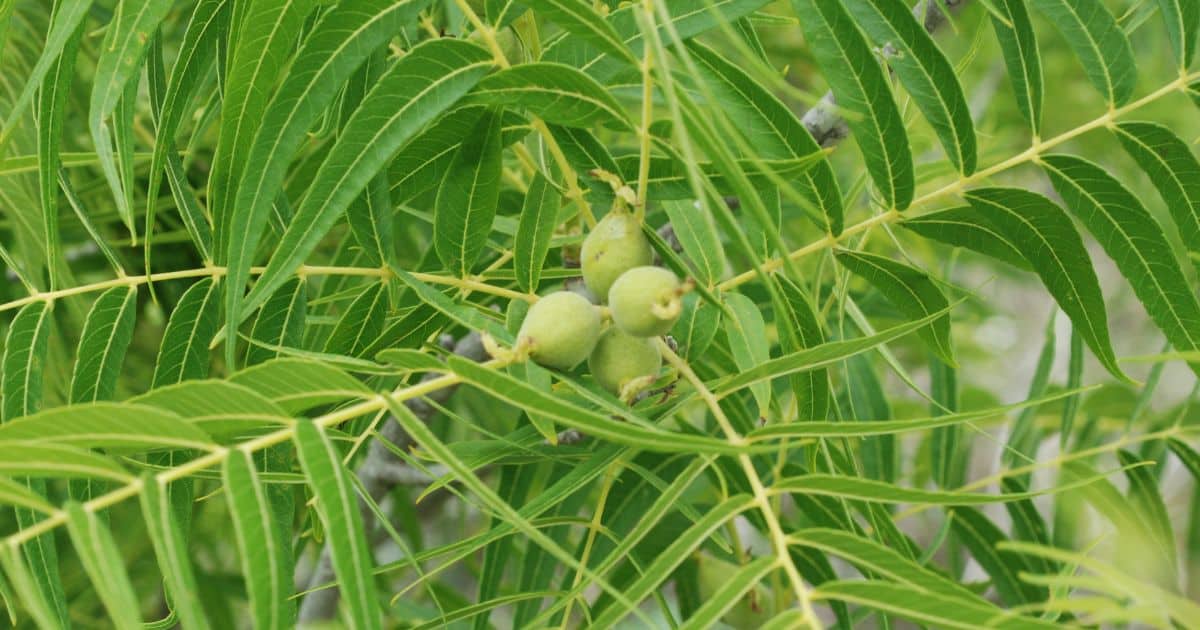 Walnut - The Sacred Journey School of Herbalism