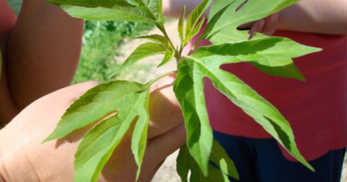 Ragweed - The Sacred Journey School of Herbalism