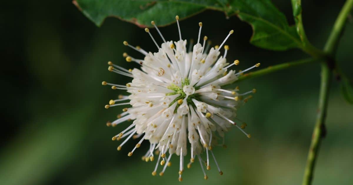 Buttonbush - The Sacred Journey School of Herbalism