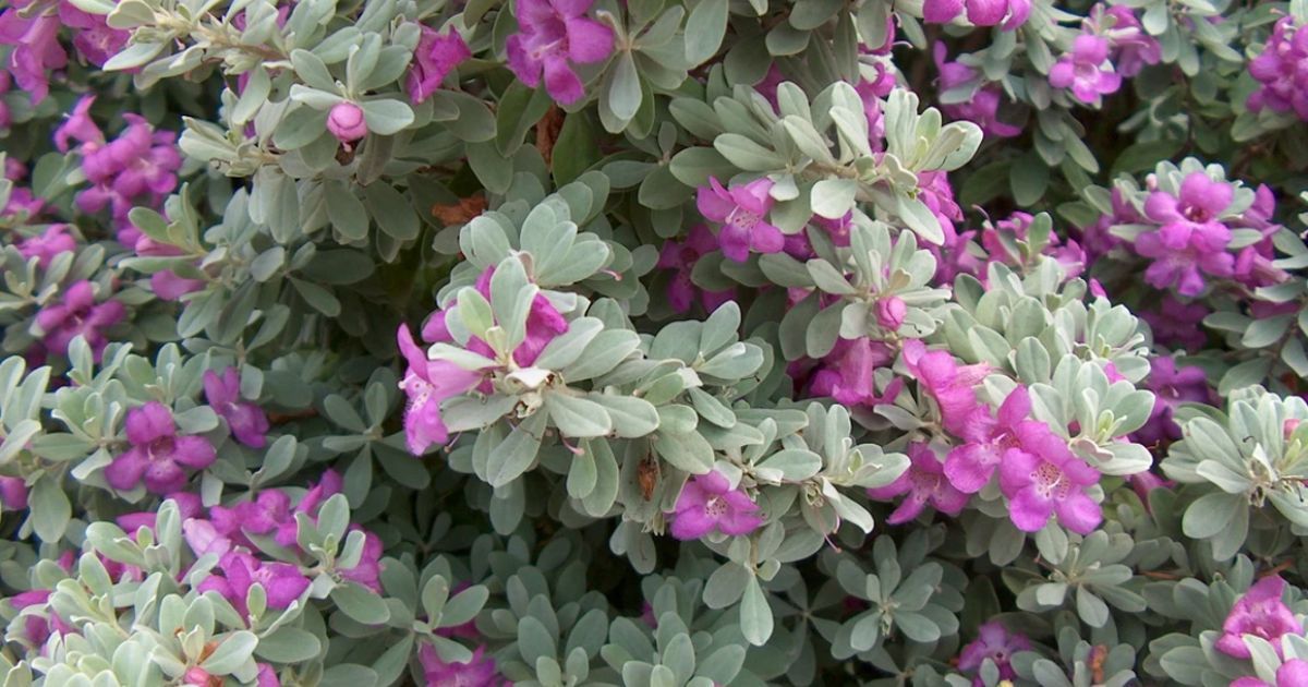Cenizo - The Sacred Journey School of Herbalism