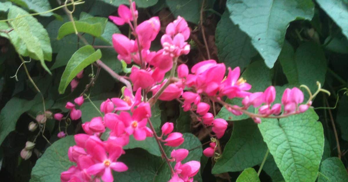 Coral Vine - The Sacred Journey School of Herbalism