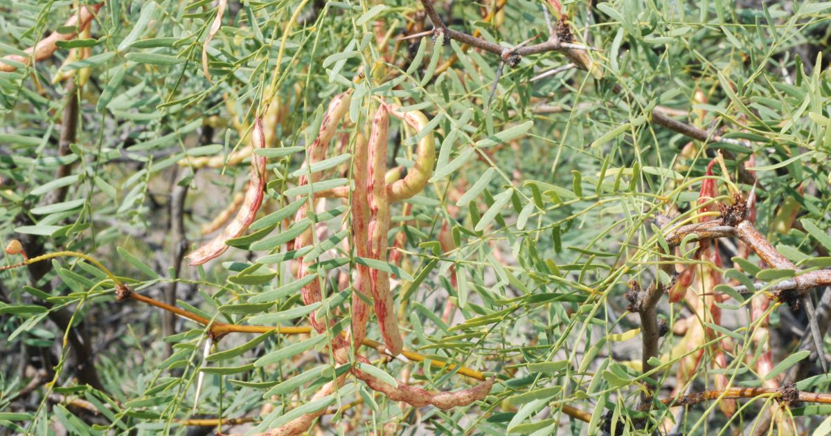 Mesquite - The Sacred Journey School of Herbalism