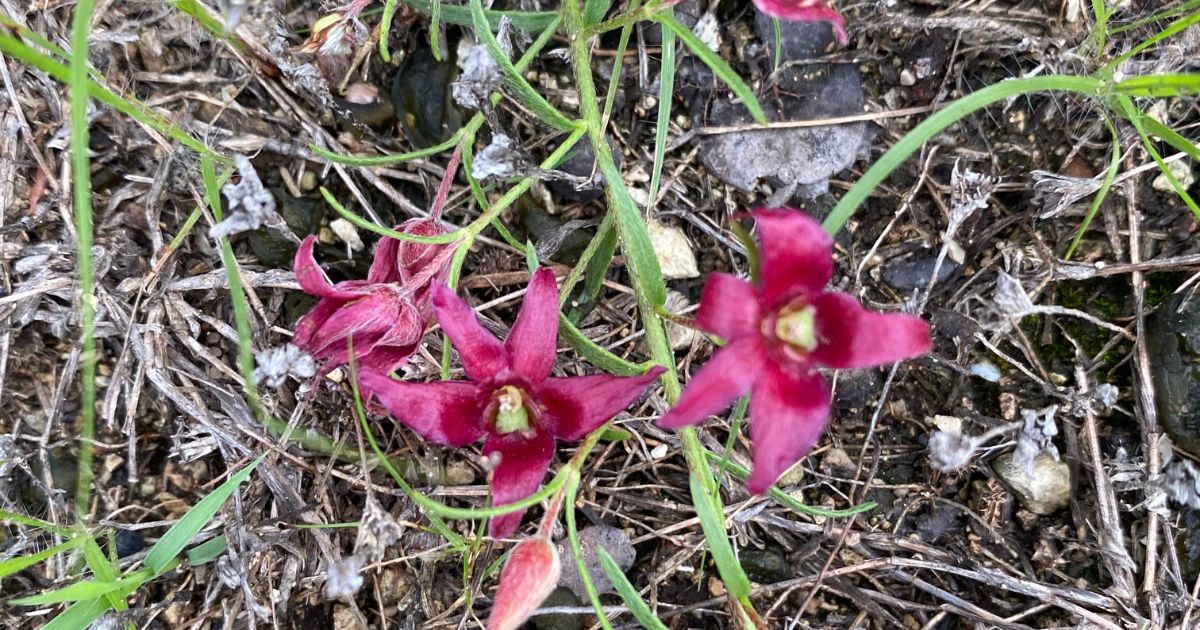 Rhatany - The Sacred Journey School of Herbalism