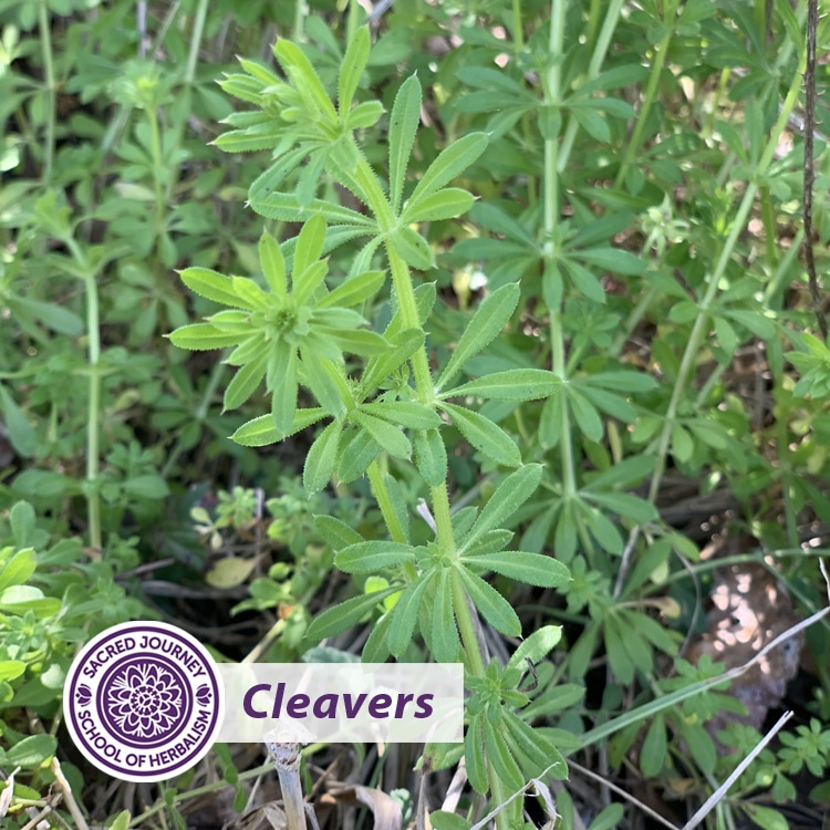 Wild Green Paste Giveaway - The Sacred Journey School of Herbalism