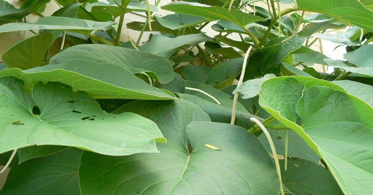 Hoja Santa - The Sacred Journey School of Herbalism