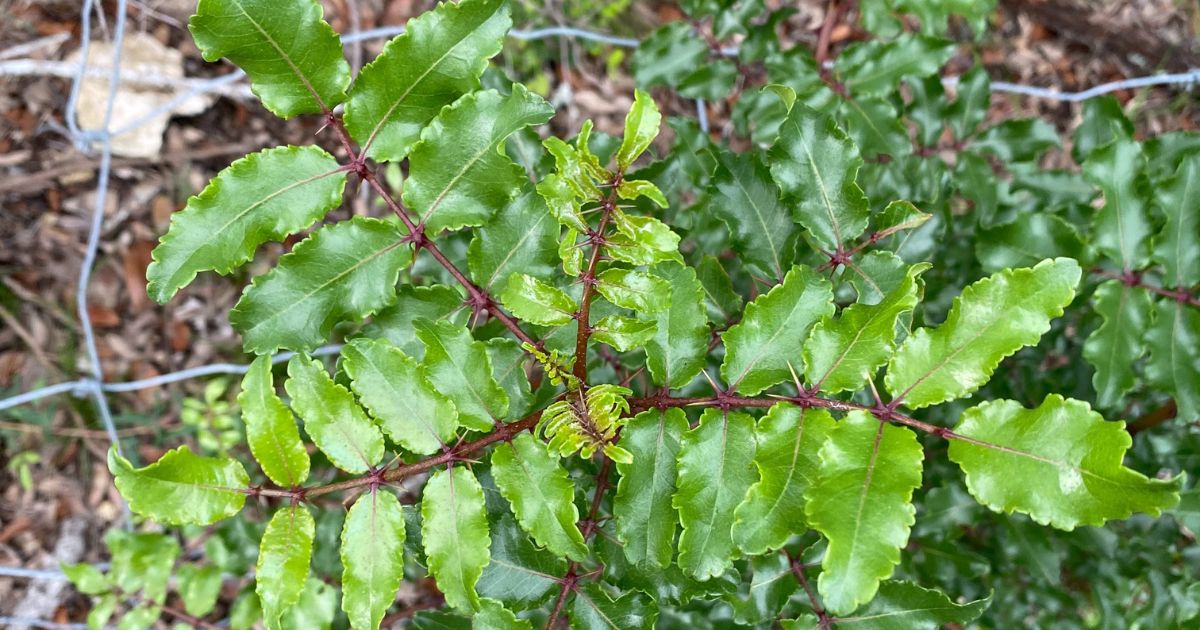 Prickly Ash - The Sacred Journey School of Herbalism