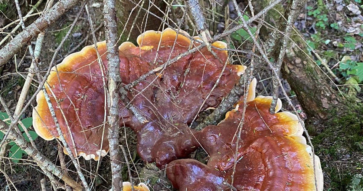 Reishi Mushroom - The Sacred Journey School of Herbalism